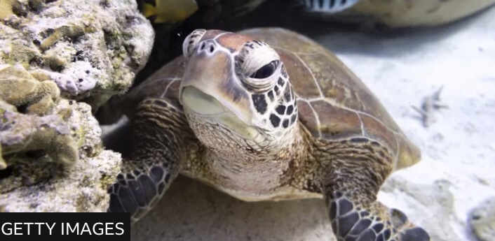 Ocean treaty: Historic agreement reached after decade of talks – HICGI ...