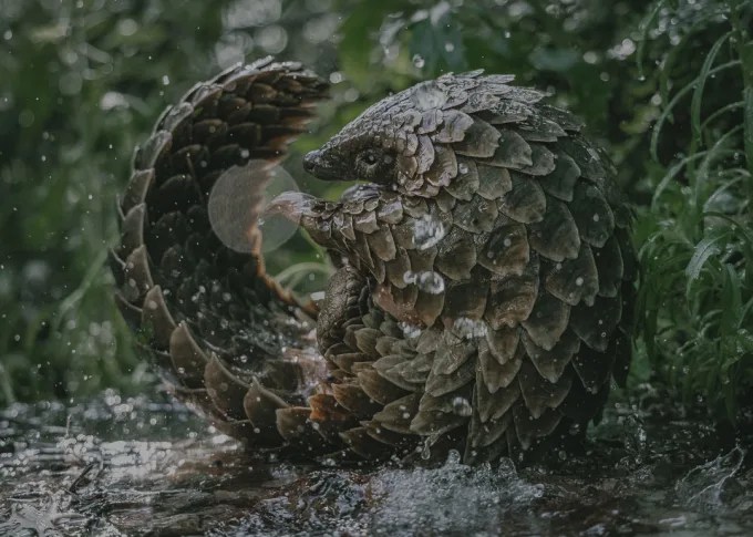 Oscar-winning director reveals the secret lives of pangolins – HICGI News Agency