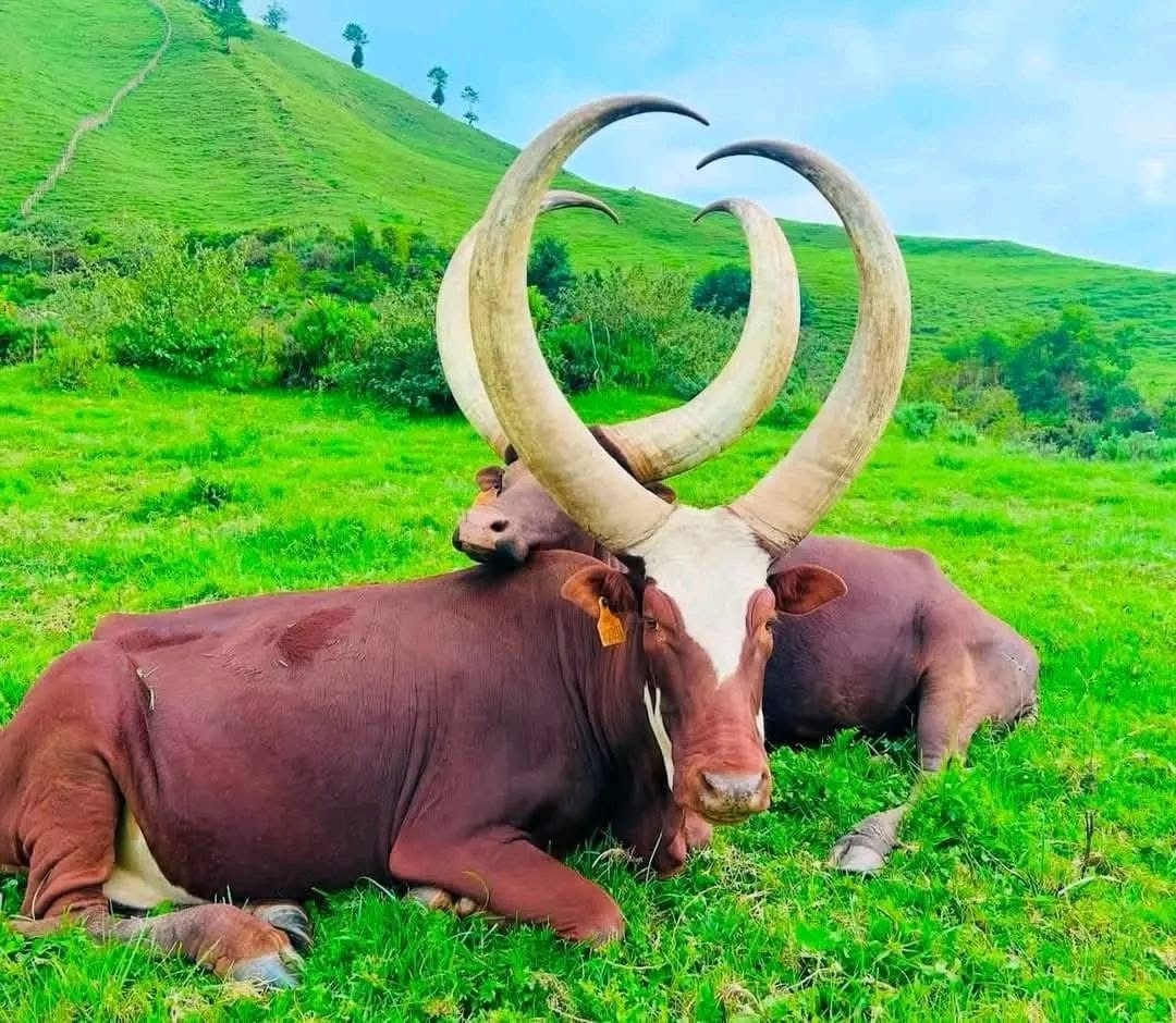 From Pasture to Legacy: Why a Merchandising Strategy is Key to the ...